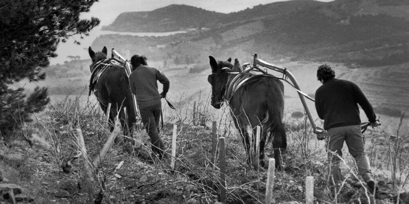 Collioure Barlande de la Rectorie, un vin racé et flamboyant ! - Cavesa.ch